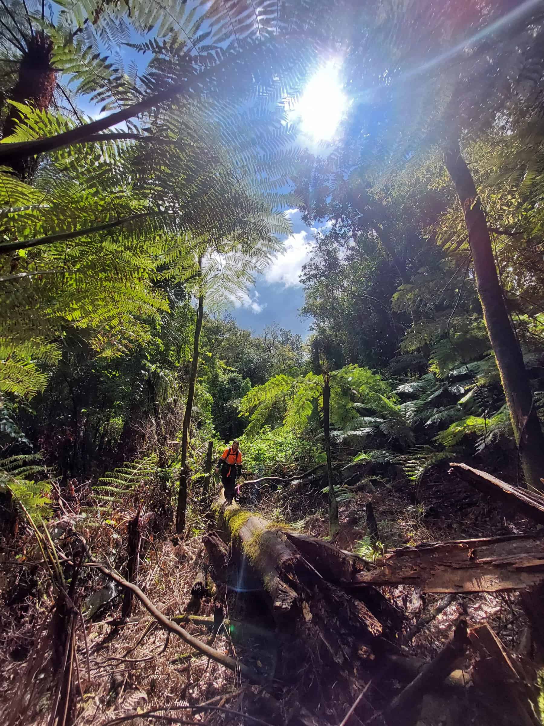 Ecological impact assessment to inform cyclone response and recovery